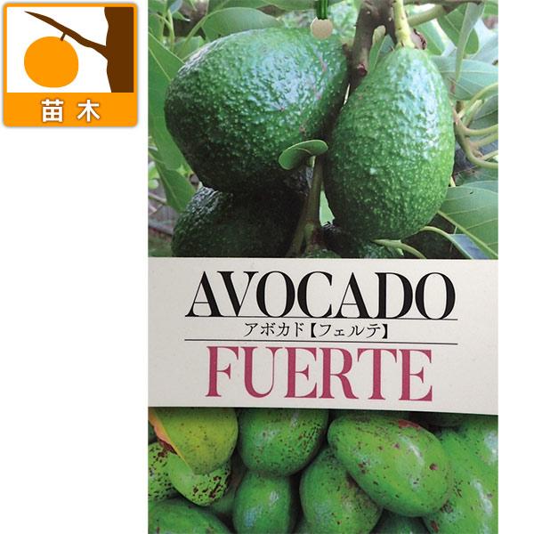 NHK趣味の園芸25年12月号掲載 アボカドは中南米原産の熱帯果樹で、熱帯地域で広く栽培されています。果実には脂質が多く含まれており「森のバター」とも呼ばれ、多くの料理に利用でき、栄養価が高い健康食としても人気です。比較的耐寒性もあり、国内...