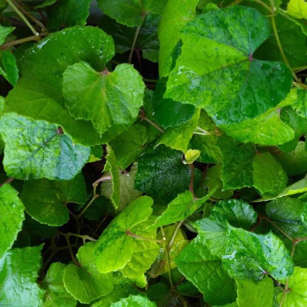 エビヅルは国内の山野に自生するつる性の落葉樹で、エビカズラとも呼ばれ、葉の裏面に白色〜淡褐色の毛が密生しています。雌雄異株で初夏から夏にかけて円錐花序に黄緑色の多数の花を咲かせます。雌木には10〜11月頃に直径5mmほどの実がつき、黒く熟す...