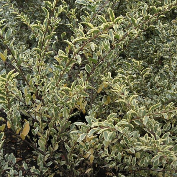シルバープリペットは細かい葉に白い覆輪が入り、1年中美しい低木です。細い枝がたくさん出てブッシュ状になります。萌芽力があり刈り込みにも耐えるので、庭園樹としてだけでなく、寄せ植え、トピアリー、生垣などにもおすすめです。初夏には白い小花も咲き...
