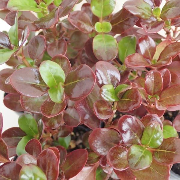 ★入荷から日数が経ったためセール価格となりました。商品の状態は画像と異なる場合があります。★コプロスマはニュージーランド原産の常緑低木。硬質で光沢のあるカラーリーフが特徴で寄せ植えの素材として最適です。生育は、比較的ゆっくりで、時間をかけて...