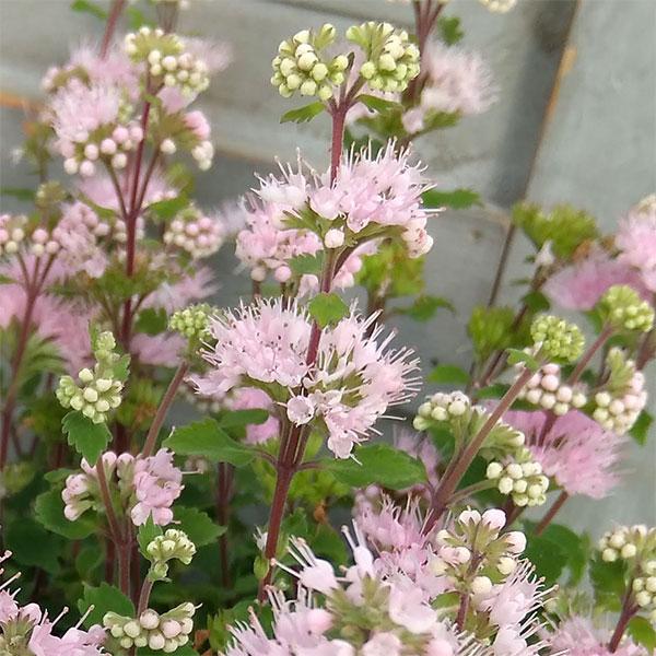 パビリオンピンクは愛らしいピンクの花を咲かせる段菊。咲いたらとてもきれいです。定植して3〜4か月で1株60ｃｍ以上の大きさになり、下から上へ段々に花を咲かせます。カリオプテリスは花式部（ハナシキブ）とも呼ばれるダンギクの近縁種で、一般的な花...