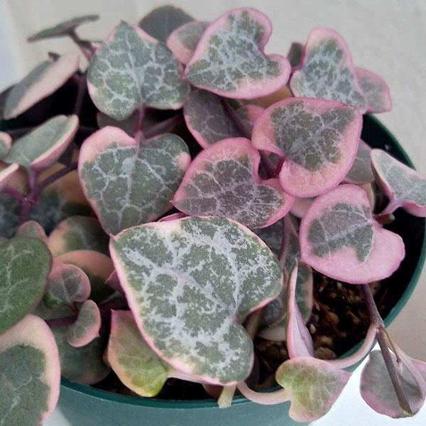 ハートカズラは南アフリカ原産の1.5〜2cmくらいのハート型をした小葉を持つつる性植物。やや肉厚の多肉植物の仲間です。葉の表と裏では色が違い、とても特徴的です。元気よく育つとつるが2ｍ近く伸びることもあり、吊り鉢仕立てでも楽しめます。やや寒...