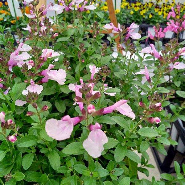 ミラージュは耐暑性に優れ、真夏でも次々に花を咲かせるサルビア。春先から晩秋まで咲き続けるのでとても長く花を楽しめます。発色が良く色鮮やかなので、花壇で目を引きます。草丈は30cmほど、たくさんの枝を出し多花性です。半耐寒性ですがある程度の寒...