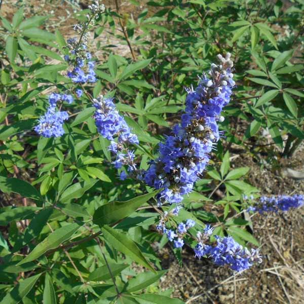 クマツヅラ科の耐寒性落葉低木。夏にすっきりした青紫色の花を咲かせます。若木から花つきがよく、庭木や切花におすすめです。葉がチョウセンニンジンに似ていることからニンジンボクの名があります。樹形はシュラブ状になり、枝葉や果実に香りがあります。※...