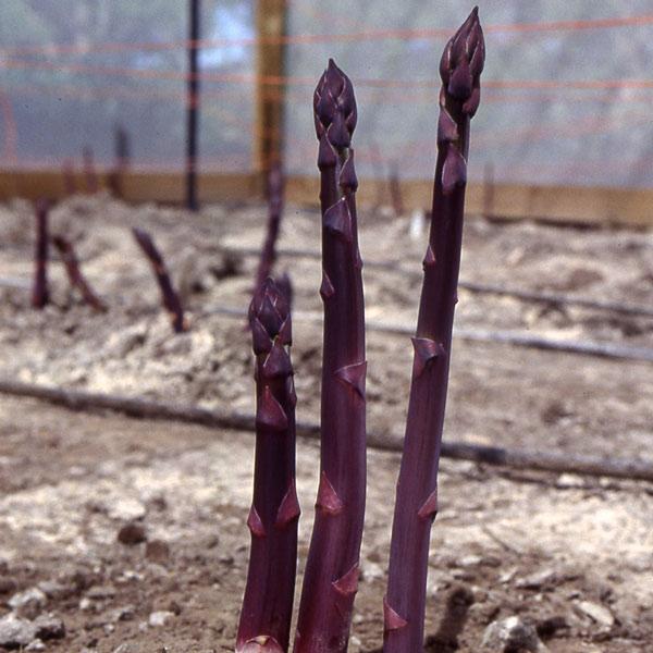 アスパラガスは通常、本格的な収穫まで3年かかりますが、この「満味紫」は苗の定植後1年（翌年）で収穫できる画期的な栽培方法（採りっきり栽培）で栽培できる品種です。苗を毎年定植し、翌年春に若茎をすべて収穫したら株を畑から抜き取り収穫終了とする方...