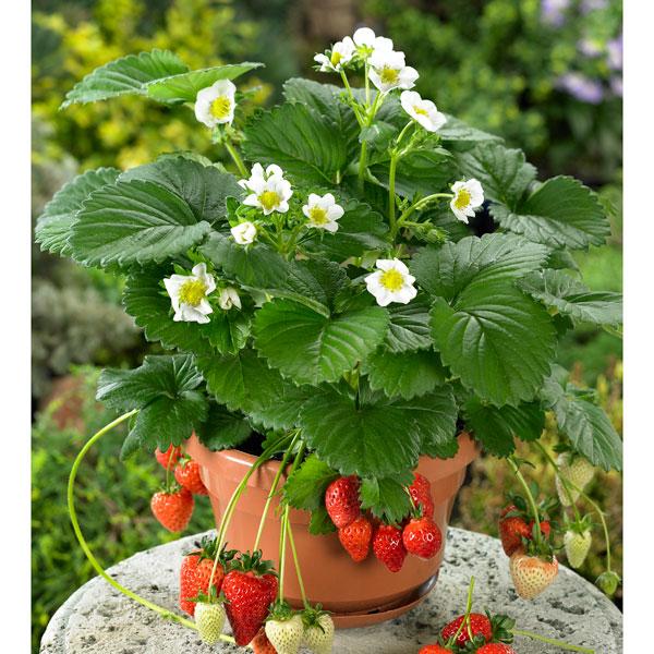 通常、味が悪いと思われがちな四季成りのイチゴですが、「おいしいホワイト」は非常に甘みが強く美味しい品種です。四季成り品種ですので、栽培しやすく家庭菜園やベランダでのイチゴ栽培に最適です。取れたてのイチゴは非常においしいですよ。※詳しい商品説...
