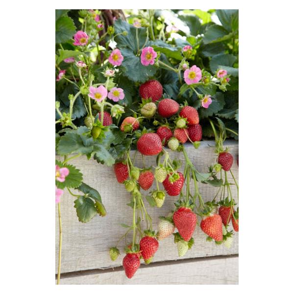 可愛らしいピンクの花を咲かせる四季成りイチゴです。従来品種よりも大輪・大実で味がよく、花と実の両方を楽しめる品種です。ランナーが伸びるタイプですので、ハンギングバスケットにもよいでしょう。※詳しい商品説明は下のほうに記載があります