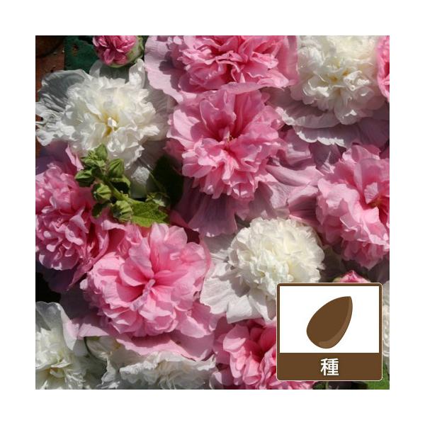 アルセア（タチアオイ、ホリホック）は、ボーダー花壇などで高さを出すのにうってつけな、英国のコテージガーデンで古くから愛されている植物です。2mくらいに伸びる長い茎に、花を穂状につけます。梅雨入りごろ、花穂の下から咲き始めて順々に咲き上がり、...