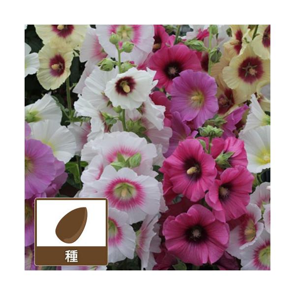 アルセア（タチアオイ、ホリホック）は、ボーダー花壇などで高さを出すのにうってつけな、英国のコテージガーデンで古くから愛されている植物です。2mくらいに伸びる長い茎に、花を穂状につけます。梅雨入りごろ、花穂の下から咲き始めて順々に咲き上がり、...