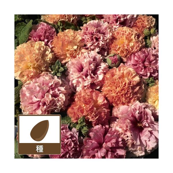 耐寒性多年草 種　タネ　アルセア（タチアオイ、ホリホック）は、ボーダー花壇などで高さを出すのにうってつけな、英国のコテージガーデンで古くから愛されている植物です。※詳しい商品説明は下のほうに記載があります