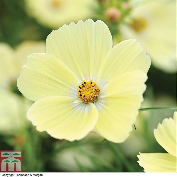 種　タネ　印象的な黄色と白のバイカラーのコスモスです。夏を通してたくさんの花を咲かせ、コンテナーとボーダーにカラフルな景観を作り出します。まれにピンクの覆輪が入ることがあります。※詳しい商品説明は下のほうに記載があります