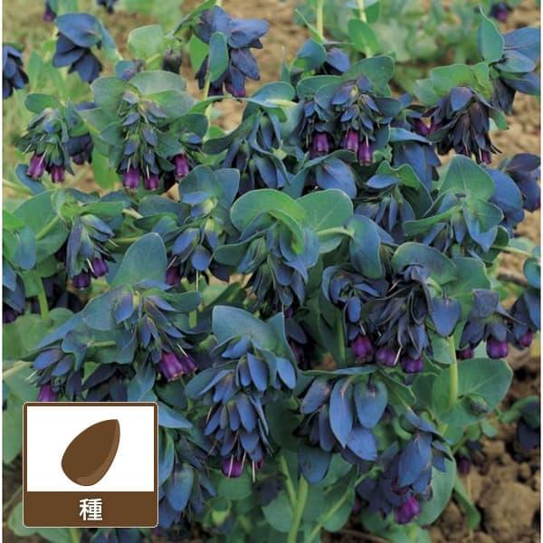 和名のキバナルリソウより、セリンセ・マヨールの名がよく知られています。ワックスがかったようなオパールグリーンの葉に、海のような青さのホウ、その中に細いベル型の紫と黄色の花を咲かせる1年草です。印象的でエキゾチックな花ですが、栽培は容易です。...