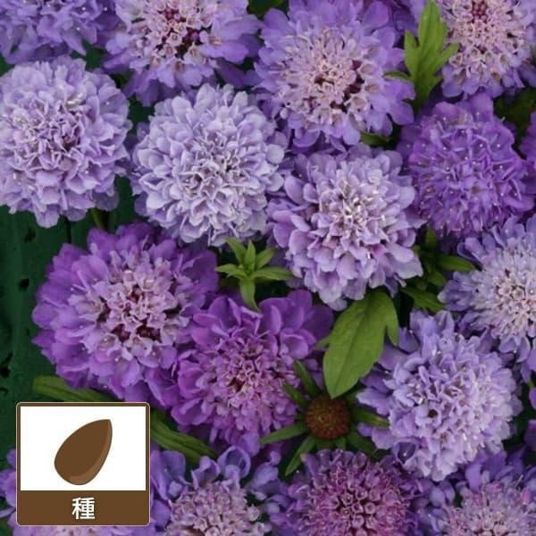 「ブルーボウ」は明るい青色が爽やかなスカビオサです。針金の様な細い花茎がすっと伸び、多花性でとても見応えがあります。花後に深めに剪定しながら育てると、初夏から秋まで長い間次々に花をつけます。耐暑性・耐寒性が強く、栽培は容易でミックスボーダー...