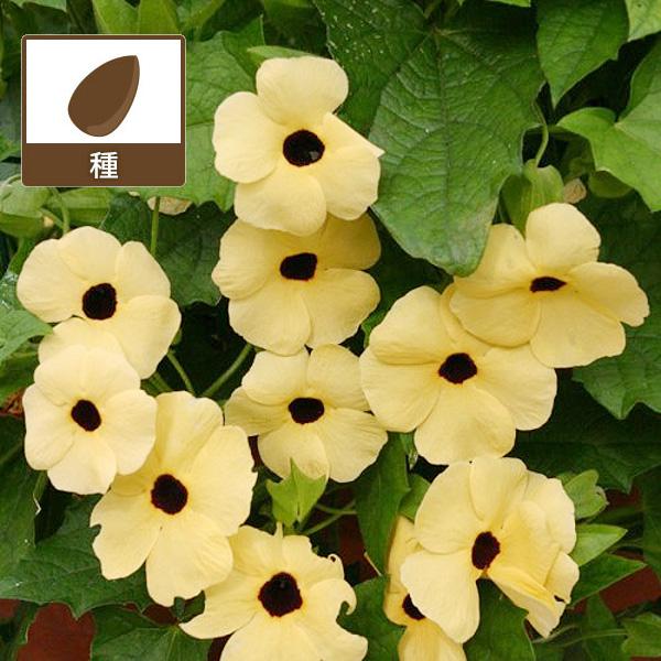熱帯アフリカ原産のつる性の多年草。開花期間が長く、栽培も比較的容易です。中心に褐色のアイが入るクリーミーな黄色の花は、株を埋め尽くすほど咲きます。小さなトレリスに最適です。※詳しい商品説明は下のほうに記載があります
