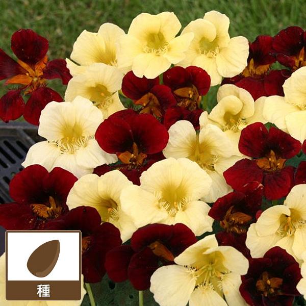 キンレンカは、葉が蓮の葉によく似ていますので、その名前が付いています。ハーブとしても扱われますが、そのときはナスタチウムという場合が一般的です。「ナイト＆デイ」は対照的なクリームとマホガニー（赤みがかった茶褐色）の花の魅力的なミックス。コン...