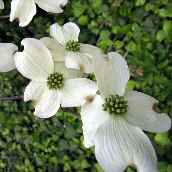 桜の季節を過ぎると、一斉に開花するハナミズキ。楽しげな雰囲気がすべての人を魅了します。花色、葉色のバラエティも多彩で、秋の表情豊かな紅葉や赤い実も美しく、四季折々の変化が楽しめる花木です。とても丈夫で成長が遅めなので、お庭のシンボルツリーと...