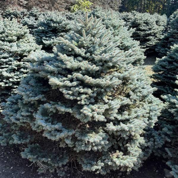 北米原産のプンゲンストウヒの改良品種で、1901年にオランダで作出されました。接木生産で、主幹が立ちにくく、樹高40〜50cmで半球形の樹形となります。成長が非常に遅く、年間で5〜7cmしか伸びません。銀青色の細かな葉が美しく、枝数は多くて...