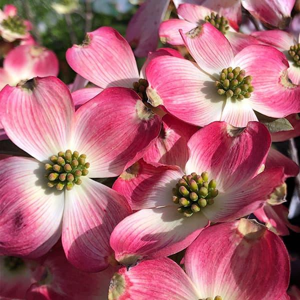桜の季節を過ぎると、一斉に開花するハナミズキ。楽しげな雰囲気がすべての人を魅了します。花色、葉色のバラエティも多彩で、秋の表情豊かな紅葉や赤い実も美しく、四季折々の変化が楽しめる花木です。とても丈夫で成長が遅めなので、お庭のシンボルツリーと...