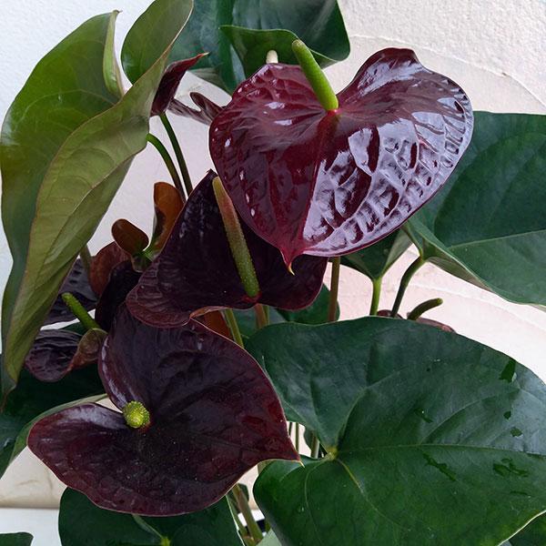 色鮮やかな仏炎苞ととつややかな葉が特徴のアンスリウム。室内の弱い光の環境でも次々に花を咲かせ、1つの花が3ヶ月以上きれいな状態を保つので花持ちがとてもよく、病虫害もほとんどない優れた鉢花です。新しい葉が1枚出るごとに、花芽が1つつきますので...