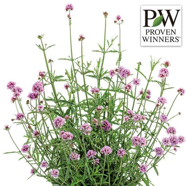 たくさんの花が春から晩秋まで咲く画期的な三尺バーベナ PW JFS 枝がたくさん出て次々に開花し、春から晩秋まで咲き続ける画期的なバーベナ！従来の三尺バーベナは、分枝しにくく茎がヒョロヒョロ伸び、花も小さいといった点が残念なポイントでした。...