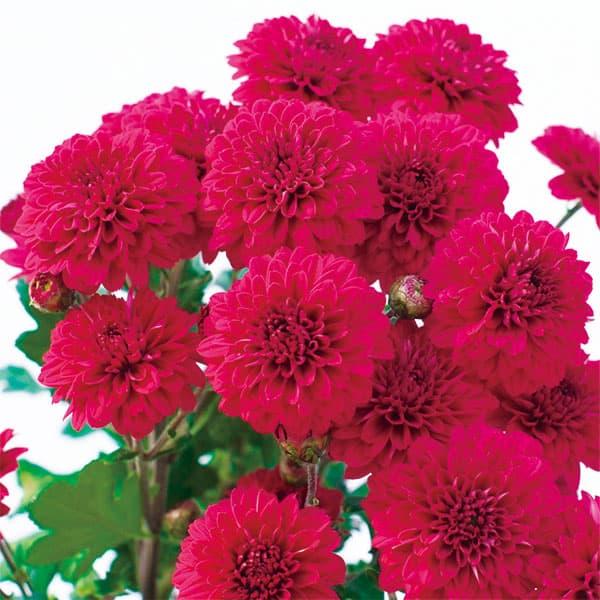 冬に咲く寒菊。花が少なくなる冬を明るく彩ってくれます。キクの中でも愛らしく人気のポンポン菊です。テーブルアレンジや花壇の寄せ植えもおすすめです。また、年末年始のお供えにも最適です。菊は多年草なので、上手に栽培すれば毎年花を咲かせます。※詳し...