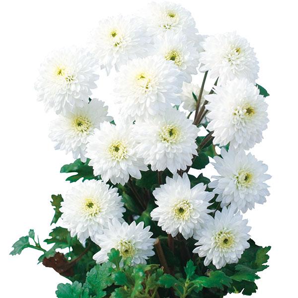 冬に咲く寒菊。花が少なくなる冬を明るく彩ってくれます。キクの中でも愛らしく人気のポンポン菊です。テーブルアレンジや花壇の寄せ植えもおすすめです。また、年末年始のお供えにも最適です。菊は多年草なので、上手に栽培すれば毎年花を咲かせます。※詳し...