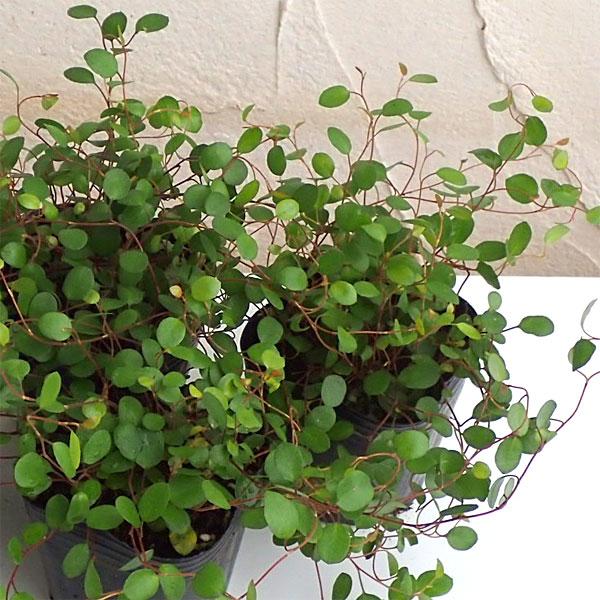 紅色の細い茎が針金に似ることからワイヤープランツと呼ばれます。つるを盛んに伸ばし、小さな葉をたくさんつけてよく茂ります。寄せ植え、鉢植えに人気です。日向から半日陰まで栽培できるので、庭植え、鉢植えで室内での観賞用と用途も多彩です。※詳しい商...