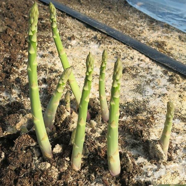 おうちで簡単！明治大学とパイオニアエコサイエンス共同研究から採りっきり栽培 明治大学とパイオニアエコサイエンス共同研究から生まれた画期的な栽培方法（採りっきり栽培）用のアスパラ苗です。栽培の難しい野菜の１つですが、通常、本格的な収穫まで3年...