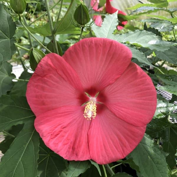 タイタンビカスは、赤塚オリジナルの宿根ハイビスカスで、人の背丈を越える大きさに育ち、巨大な花を咲かせるため、巨神タイタンにちなんでその名をつけました。非常に丈夫で生長が早く、ひと夏で1メートル近い大きさに育ち、通常のハイビスカスよりもひと回...