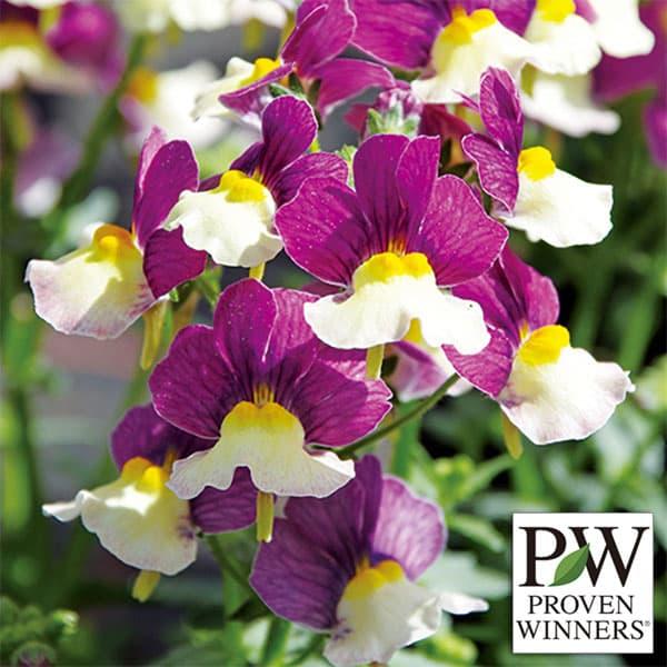 ★開花が進んでいるため特価です。★★入荷から日数が経ったためセール価格となりました。商品の状態は画像と異なる場合があります。★ネメシア アロマンスは、早春を華やかに彩るバイカラータイプの宿根ネメシア。香りも楽しめる芳香性品種です。種がつかな...