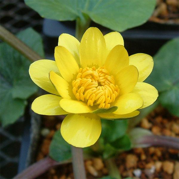 ★入荷から日数が経ったためセール価格となりました。商品の状態は画像と異なる場合があります。★※詳しい商品説明は下のほうに記載があります