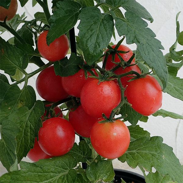 ピンキーは大人気の薄皮ミニトマト。まるでサクランボの佐藤錦のような光沢があり、皮が薄く口に残らず感激の食感です。糖度は9〜10程度で甘く、酸味と甘味のバランスがよく美味！　果重は15〜20g程度、草勢強く育てやすい品種。暑さに強く、生育も旺...