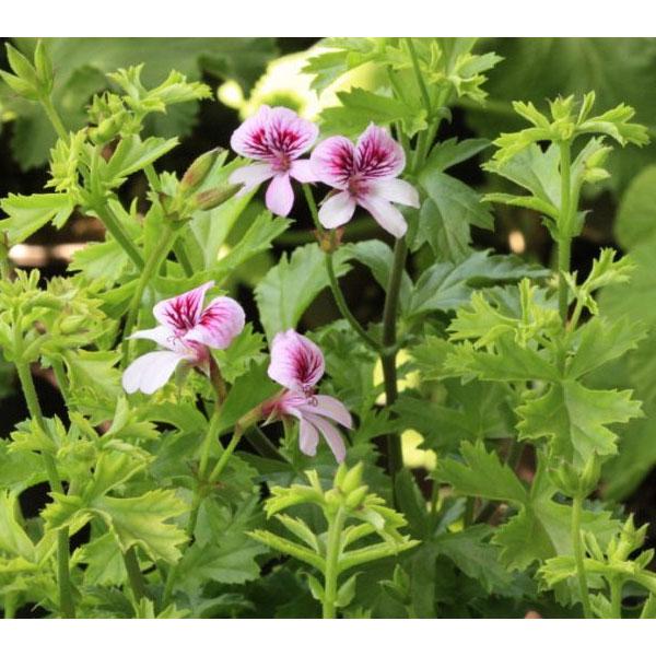 <ニオイゼラニウム※詳しい商品説明は下のほうに記載があります