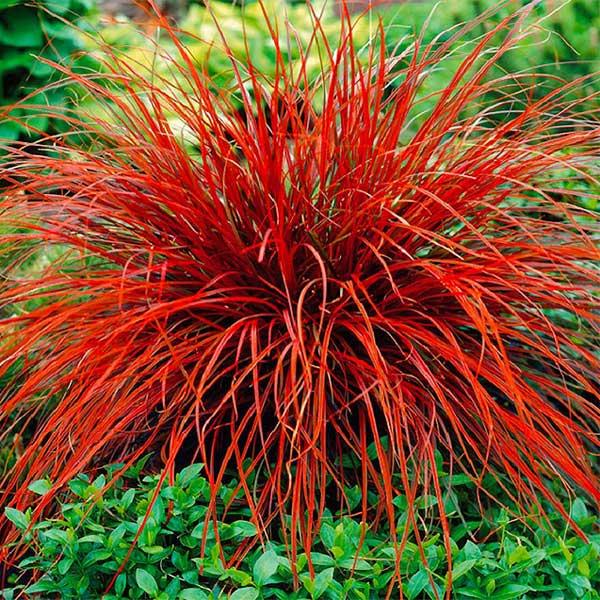 シックな銅葉に鮮赤斑の印象的なオーナメンタルグラス・ウンキニア ウンシニアは海外で人気のあるニュージーランド原産のオーナメンタルグラスです。茶褐色の葉色で人気の品種「ルブラ」から生まれたこの「エバーフレーム」は、シックな銅葉に鮮やかな赤色の...