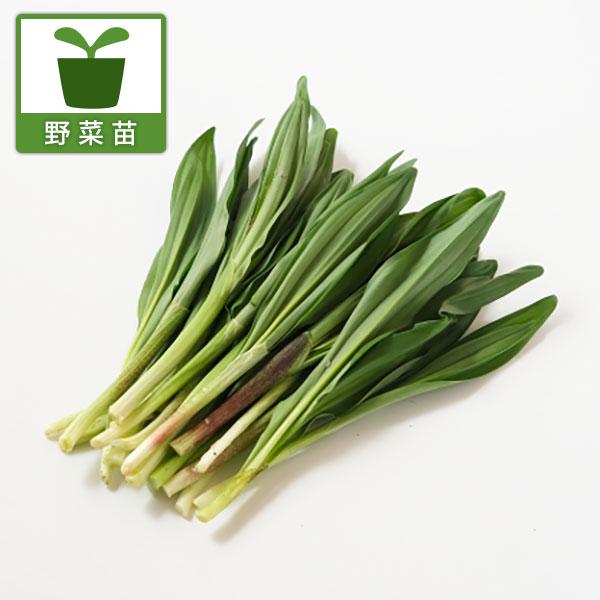 行者にんにくは古くから北海道など北国の山菜として重宝されてきました。また最近は健康野菜としても注目を集めています。香りはニンニクよりも強いといわれるほど風味があります。若芽を根元から摘み取り、利用します。※詳しい商品説明は下のほうに記載があります