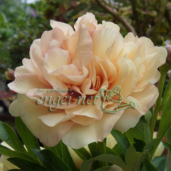 ★入荷から日数が経ったためセール価格となりました。商品の状態は画像と異なる場合があります。★ボタンとシャクヤクの交配改良種として生まれたインターセクショナルハイブリッド芍薬。受咲きで花立ちが良く、整った株姿とパステル系の珍しい花色が特徴で、...