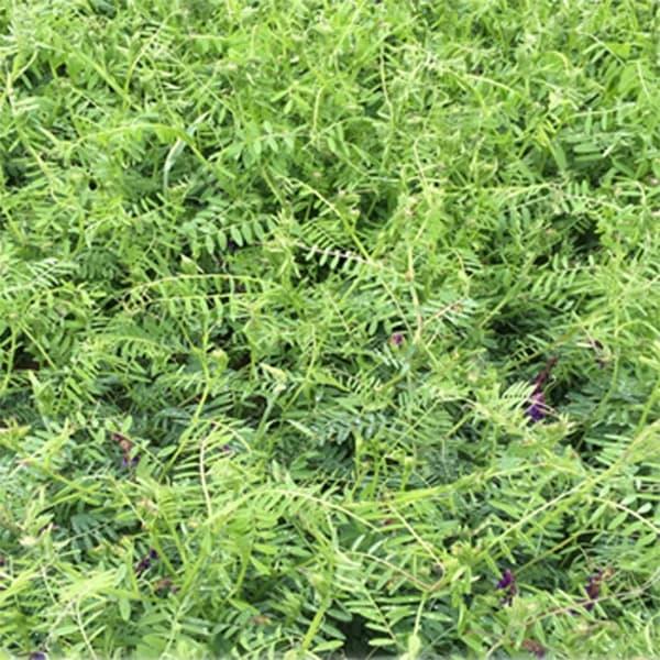 蜜源植物 ヘアリーベッチは土壌に窒素を固定する緑肥として利用されるマメ科の1年草です。草丈が低く地面を覆うように広がるので、遊休地の景観保全にも利用されます。和名はビロードクサフジです。アレロパシー作用（シアナミド）等により雑草を強力に抑制...