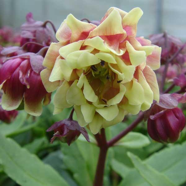 八重咲きウエンディ’サニーデイ’はドイツで育成された、美しく豪華な花型が特徴なカランコエです。八重に咲く、大きくてシックでゴージャスなつりがね形の花弁、明るく晴れた日（Sunny Day）のように、見る人に元気と活力をくれる花です。丈夫な多...