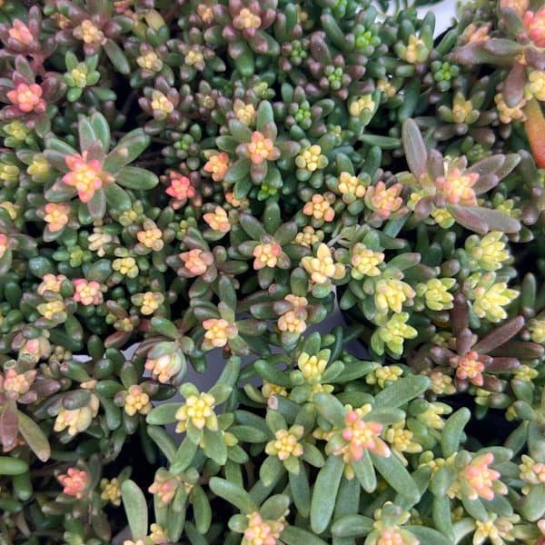 ベッラデインヴェルノ アフリカ原産の多肉植物。暑さ・寒さに強く、あまり手をかけずに放任栽培できるくらい丈夫で育てやすい品種です。生育は春秋型です。※詳しい商品説明は下のほうに記載があります