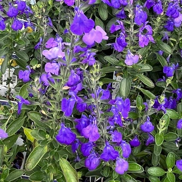 濃青紫の花を春から秋まで咲かせ葉にさわやかな香りがあるチェリーセージの仲間 ★入荷から日数が経ったためセール価格となりました。商品の状態は画像と異なる場合があります。★チェリーセージの仲間で、5月から12月頃まで繰り返し花を咲かせる品種です...