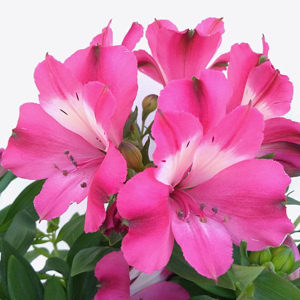 ボール状の株に色鮮やかな花が満開！ インティカンチャは艶やかな花のブーケが鉢いっぱいに広がる可愛いアルストロメリアのシリーズ。驚くほどの開花期の長さです。草丈30cmほどとコンパクトで、根元からたくさんの花枝が立ち上がり、1本の枝から花が1...