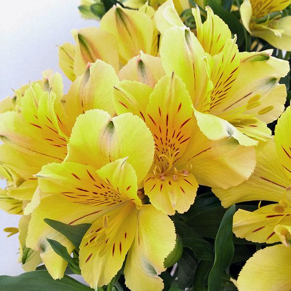 インティカンチャは艶やかな花のブーケが鉢いっぱいに広がる可愛いアルストロメリアのシリーズ。驚くほどの開花期の長さです。草丈30cmほどとコンパクトで、根元からたくさんの花枝が立ち上がり、1本の枝から花が10個前後も咲く鉢植え用の品種です。花...