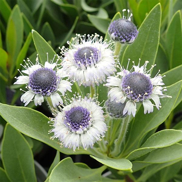 グロブラリアは白花に青目の入る印象的な花！主に地中海原産の低木で、ヨーロッパではロックガーデンでよく利用されています。学名のグロブラリアは「小さな球」を意味し、花が密につくボール型の姿に由来します。花径1〜1.5cmで白にその中心が青紫の文...