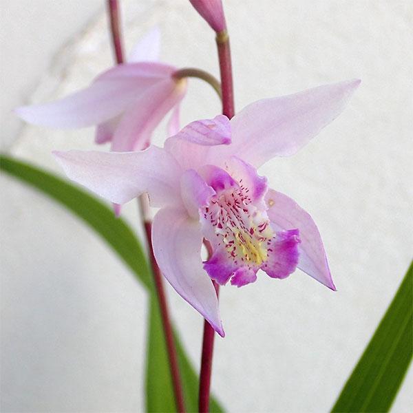 ★入荷から日数が経ったためセール価格となりました。商品の状態は画像と異なる場合があります。★シラン（紫蘭）は日本原産のランの仲間です。寒さ暑さに比較的強くて育てやすく、上品で美しい多年草で、鉢植えや和風花壇の縁取りなどに人気です。1ポットに...