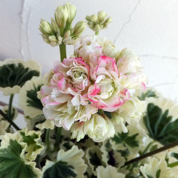 ホワイトウェディングは、人気品種アップルルブロッサムから生まれた品種です。完全八重咲きに明るい斑入り葉の個性的なゼラニウム。花はほんのりと桃色がかったやわらかい色合いの小花がボール状に集まっています。葉には白色の外斑が入っており、花が無い時...