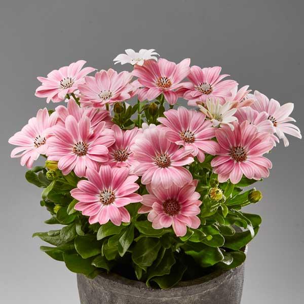 ★入荷から日数が経ったためセール価格となりました。商品の状態は画像と異なる場合があります。★デンマークのオステオスペルマムの育種及び生産を行うSUNNY（サニー）社の品種。ビビットな花色を取りそりそろえたサニーシリーズは、分枝や花付きが非常...