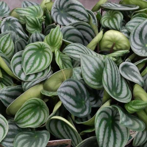 バラエティ豊富な葉色と質感を楽しむ観葉植物・ペペロミア。熱帯、亜熱帯に約1000種ぐらいあります。やや肉厚の葉っぱの色や形が個性的で、耐陰性が強いのが特徴。鉢植えで机の上や窓辺で楽しむのに最適です。インテリアや風水で人気です。サンデルシーは...