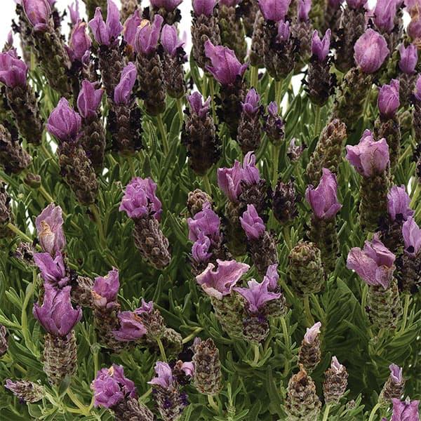 バンデラシリーズは、コンパクトで分枝の良い草姿で花付きもよいストエカス系のラベンダーです。ストエカス系はフレンチラベンダー、スパニッシュラベンダーとも呼ばれます。原産地はカナリア諸島、スペイン、トルコ、アフリカ北部などです。ウサギの耳のよう...