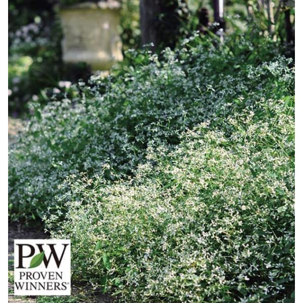 夏の暑さに強く、晩秋まで繊細な小花が咲きあふれます。純白の苞（ほう）が涼しげな、今までにない全く新しいタイプのユーフォルビアです。セルフクリーニングで春・夏・秋と咲き続け、世界中で評価され数々の展示会で賞を受賞しています。楽しみ方の幅も広く...