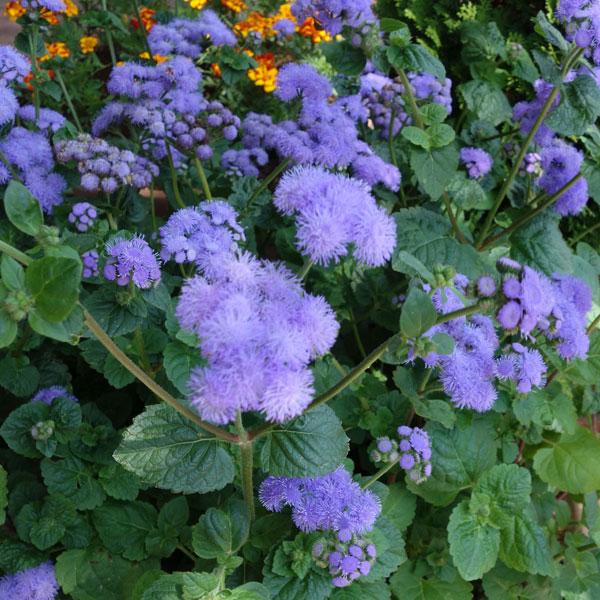 ★切り戻し株のため特価です★アゲラタムは花壇の縁取りや草丈の低い花壇の植え込みにとてもよく使われる初夏から秋咲きの草花です。開花期間が長く、早ければ6月頃から咲き始め、霜が降りる頃まで絶え間なく花を咲かせてくれる便利な植物です。また、鉢植え...